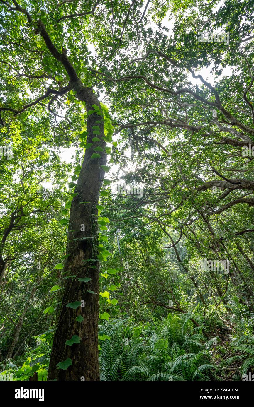 Jozani Chwaka Bay National Park is a 50 km² national park in Tanzania ...