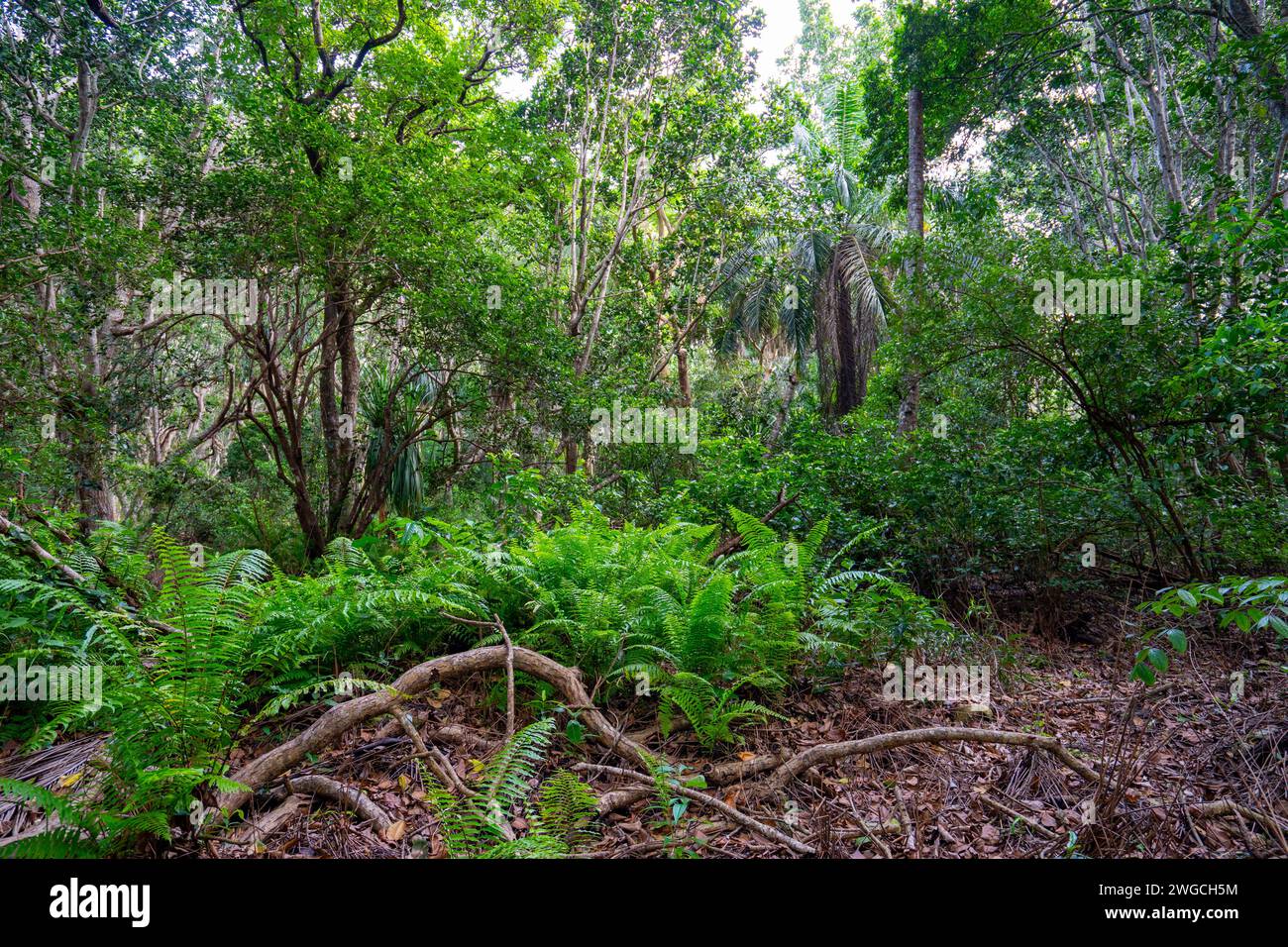 Jozani Chwaka Bay National Park is a 50 km² national park in Tanzania ...