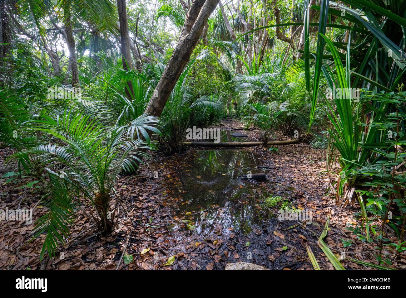Jozani Chwaka Bay National Park is a 50 km² national park in Tanzania ...