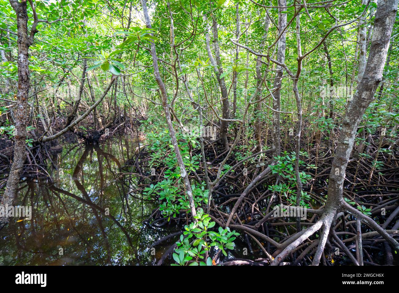 Mangrove trees jozani Forest Zanzibar Stock Photo - Alamy