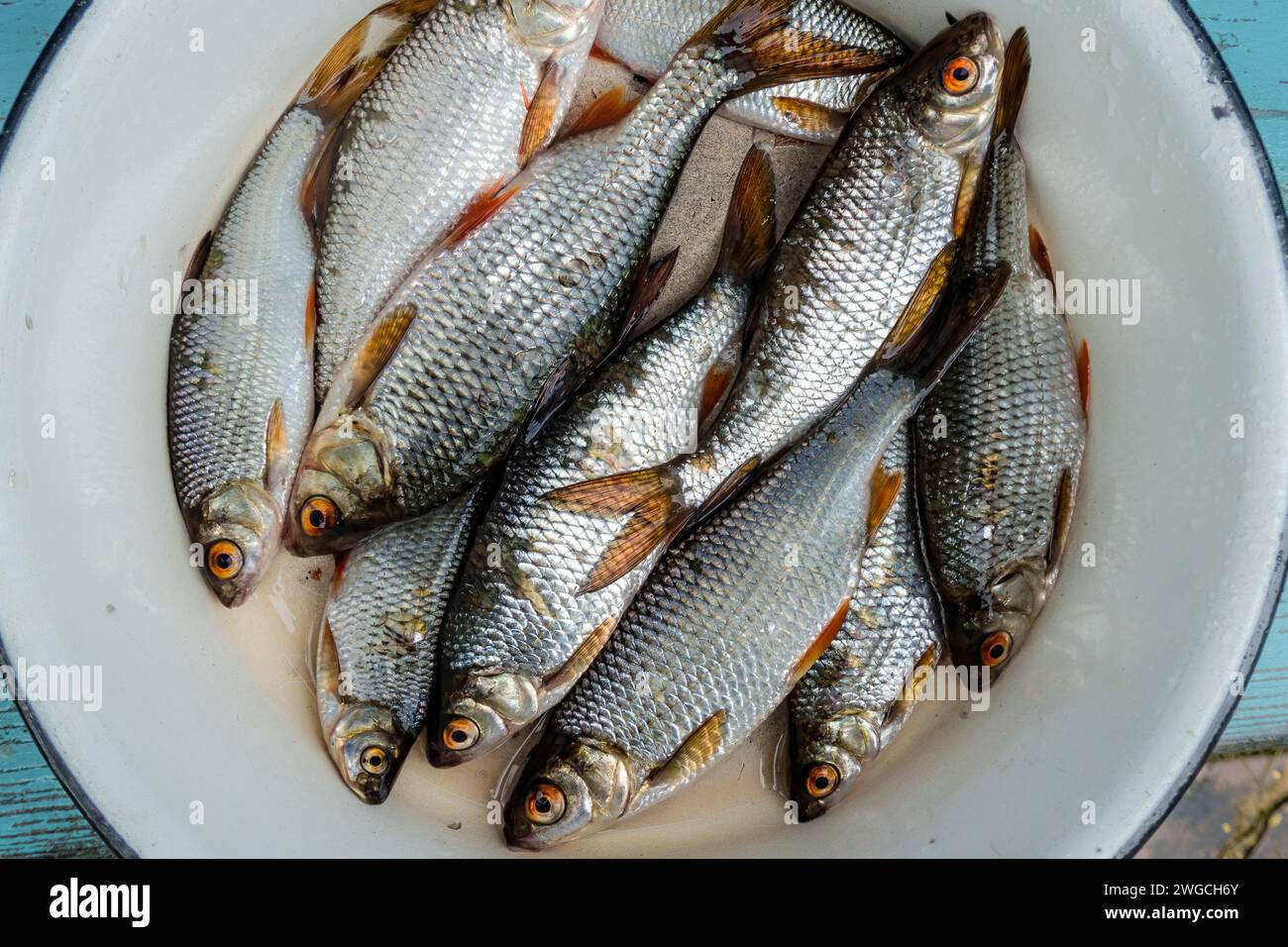 Fish bowl top view hi-res stock photography and images - Alamy