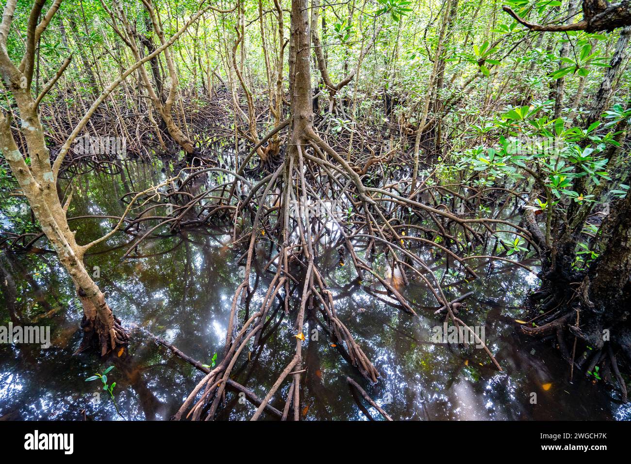 Mangrove trees jozani Forest Zanzibar Stock Photo - Alamy