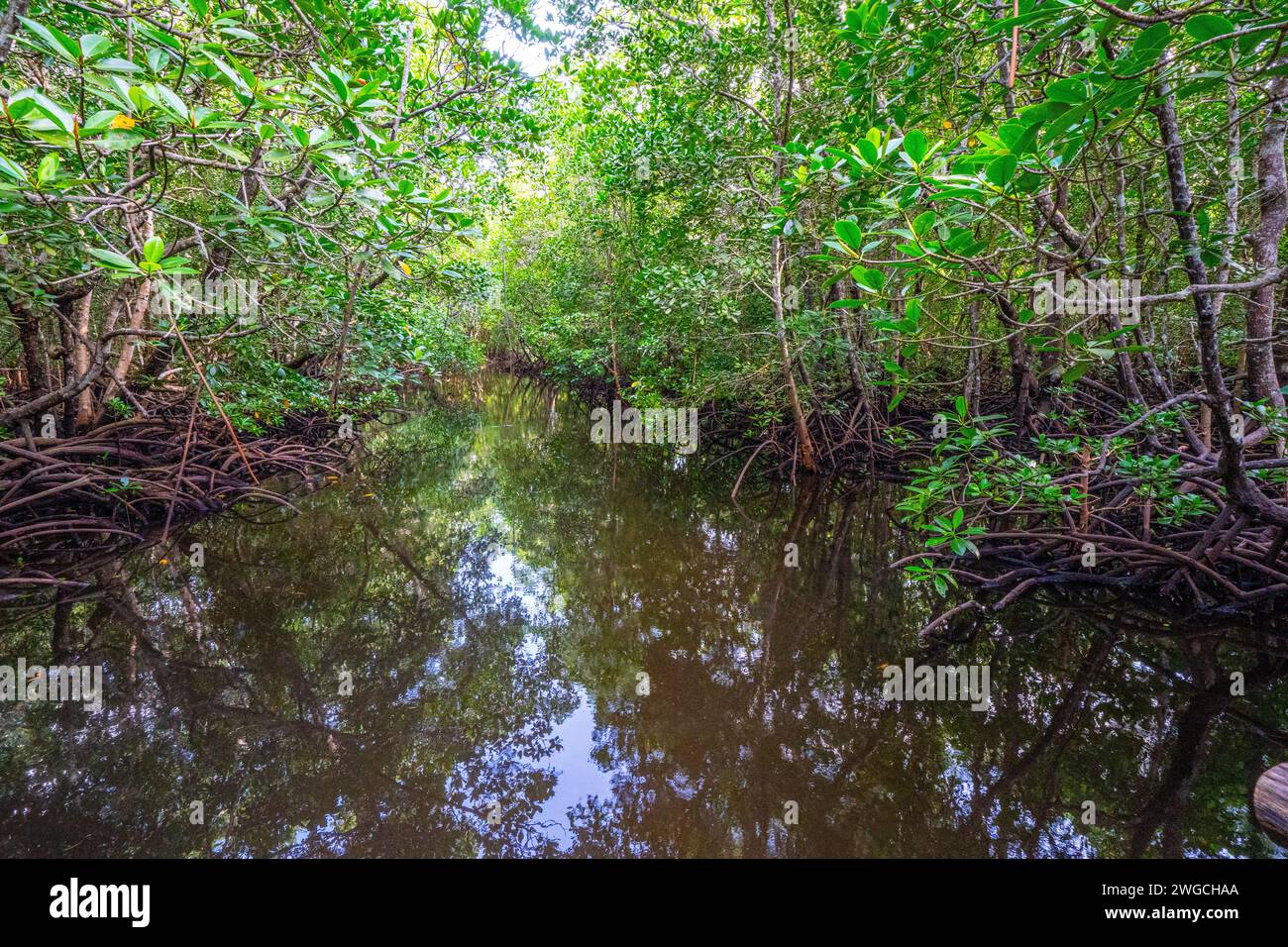 Mangrove trees jozani Forest Zanzibar Stock Photo - Alamy
