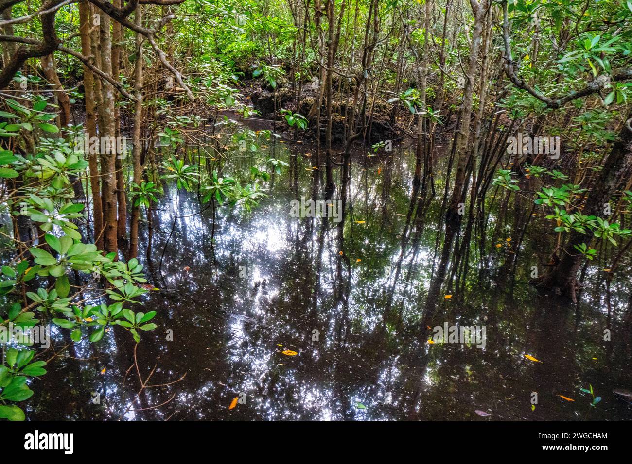 Mangrove trees jozani Forest Zanzibar Stock Photo - Alamy