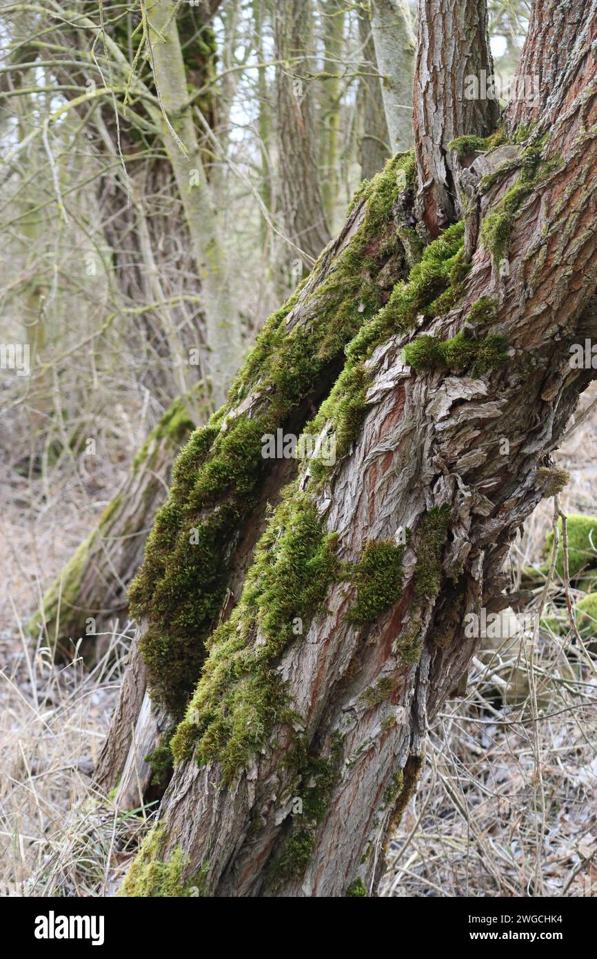 Moss bends in all Directions in strong Winds Stock Photo - Alamy