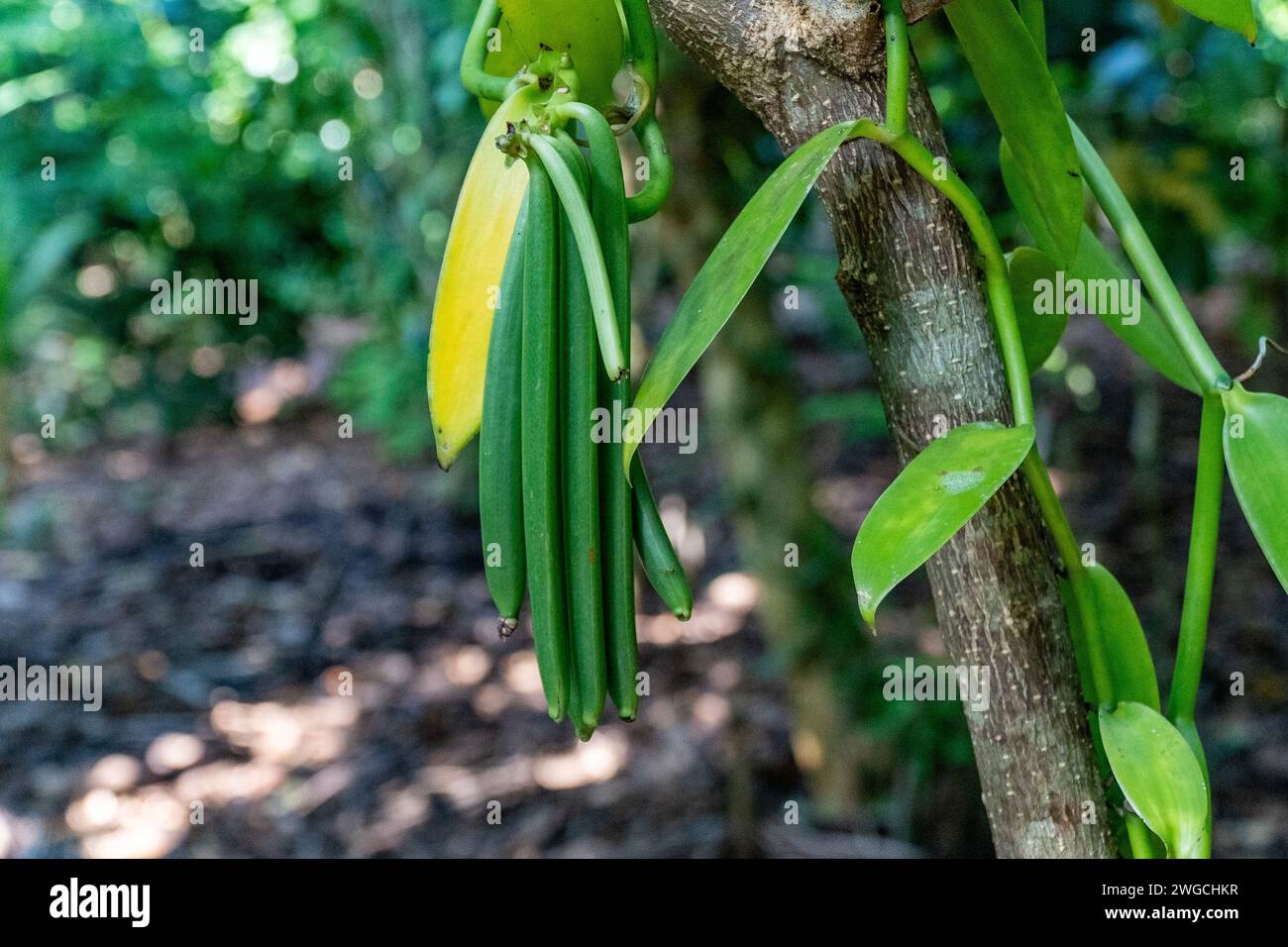 Indian orchids hi-res stock photography and images - Alamy