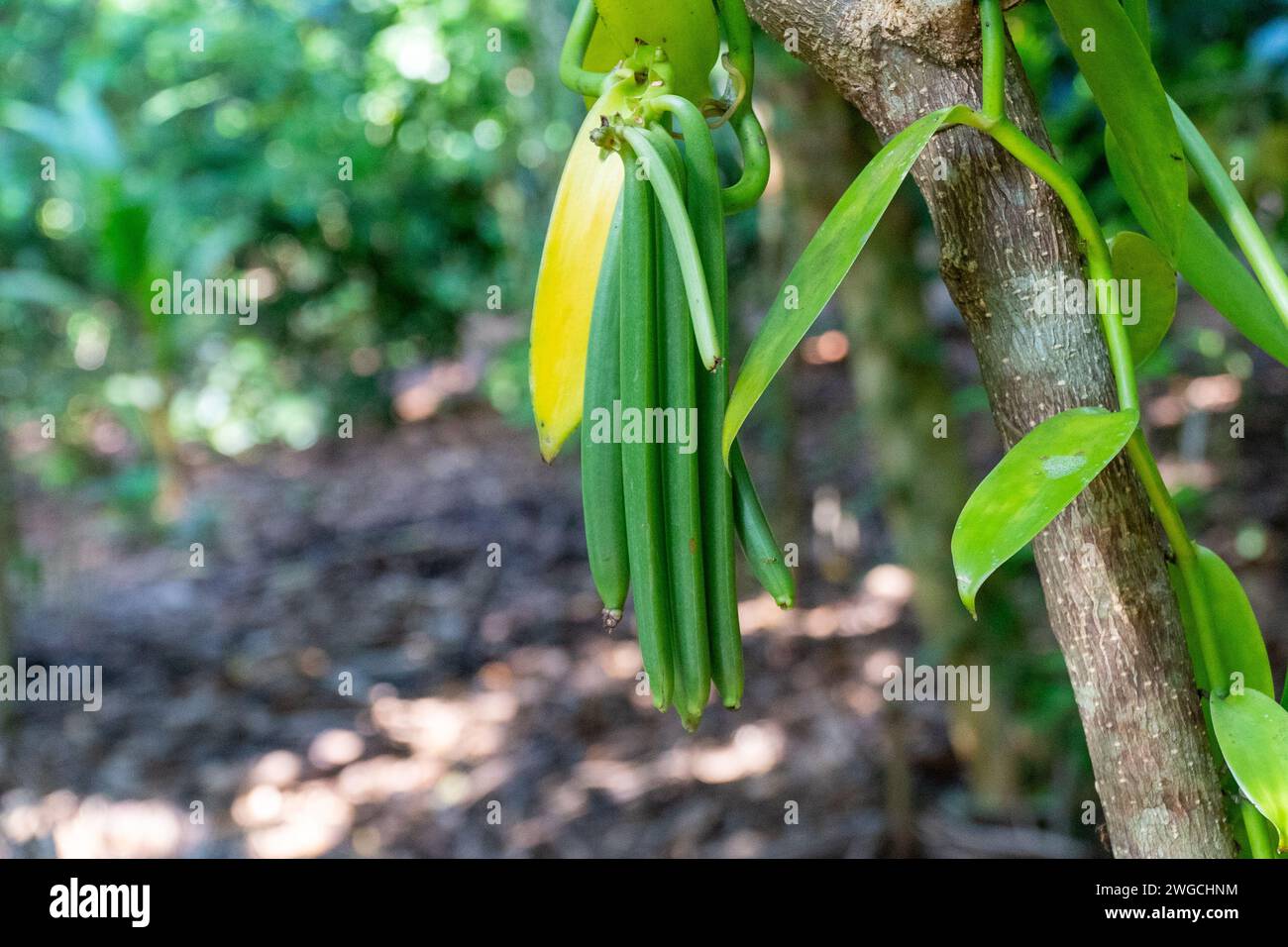 Indian tropical orchids hi-res stock photography and images - Alamy