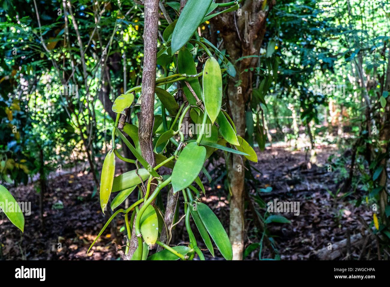 Indian tropical orchids hi-res stock photography and images - Alamy