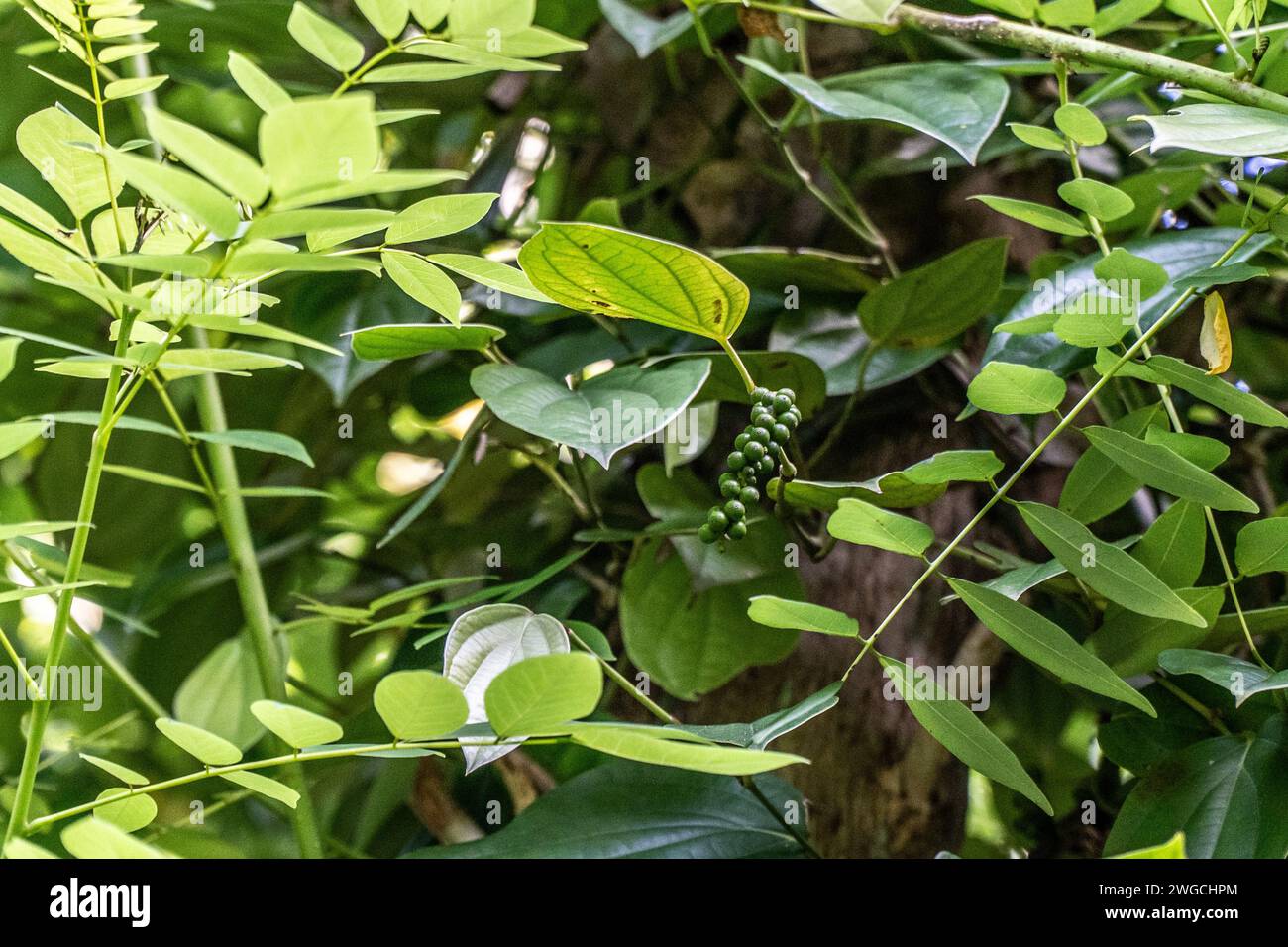 Wild pepper tree hi-res stock photography and images - Alamy