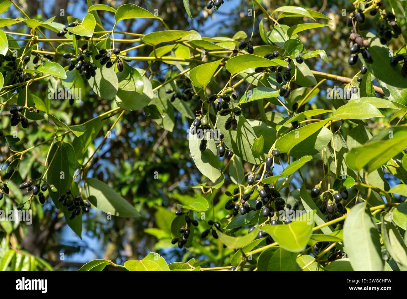 Indian pepper plantation hi-res stock photography and images - Alamy