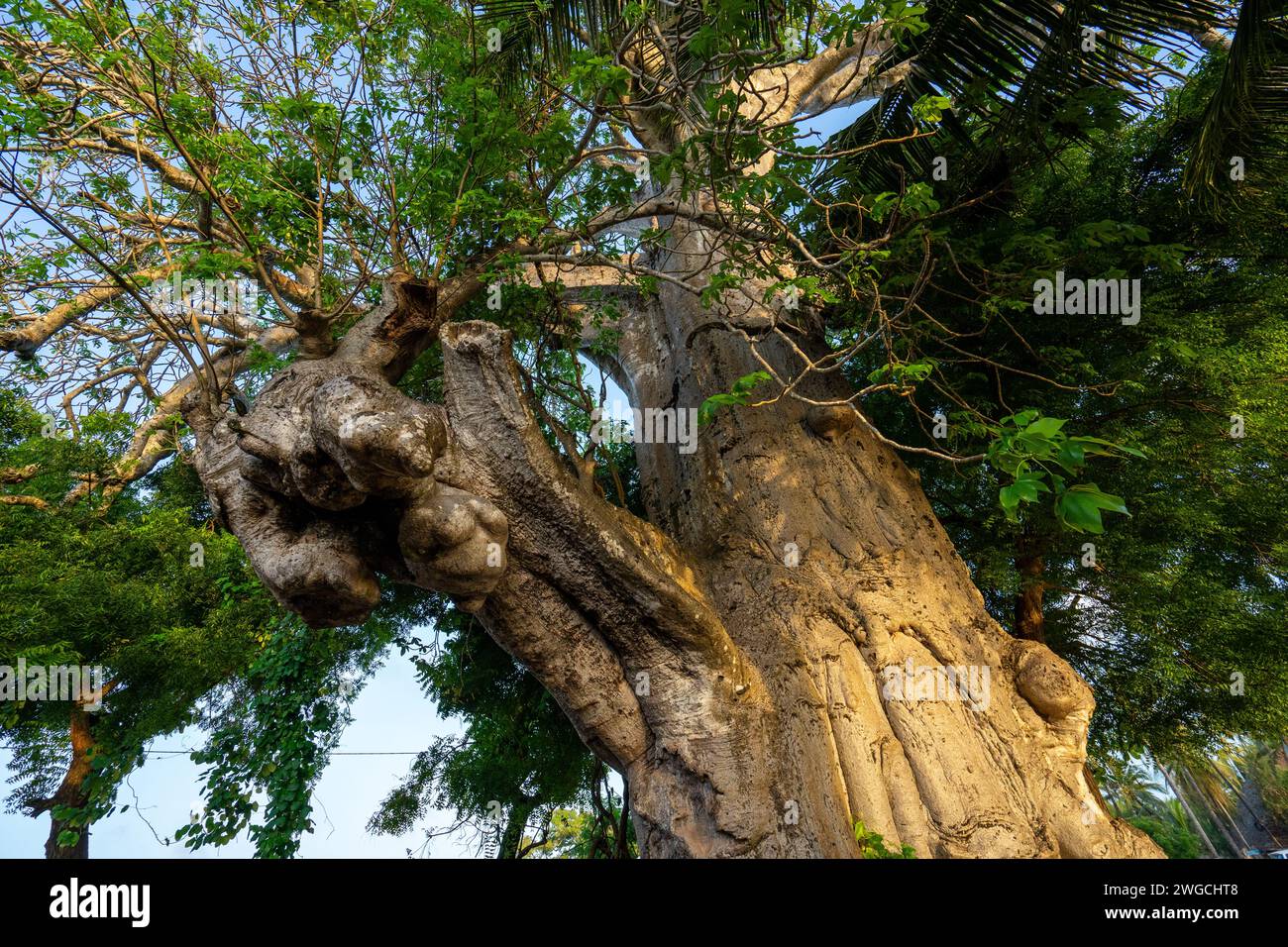 Baobab africa forest hi-res stock photography and images - Alamy