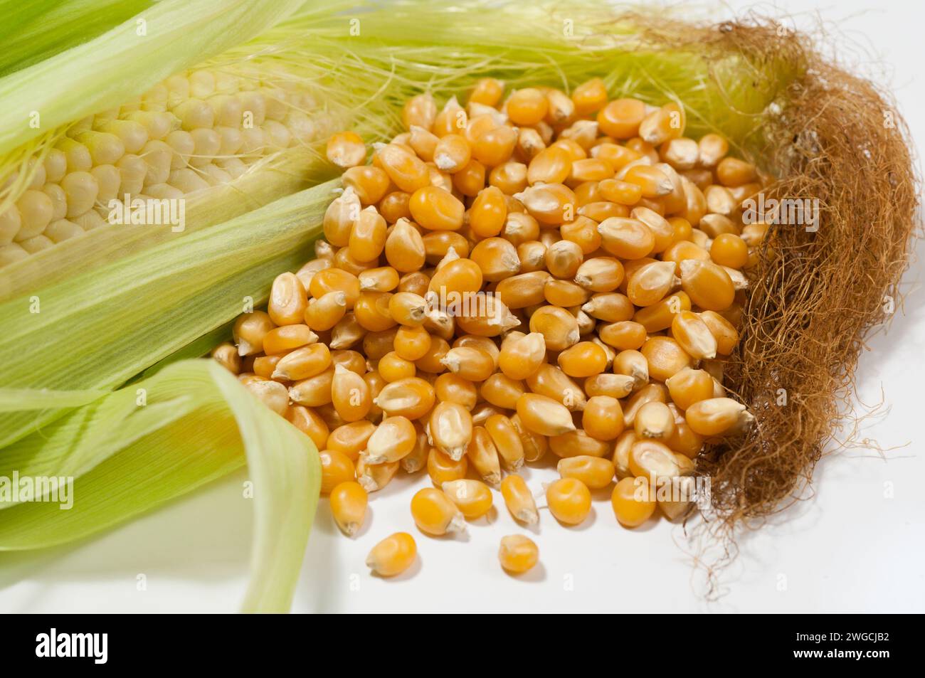 A closeup of an opened fresh corn cob and mature corn grits Stock Photo ...