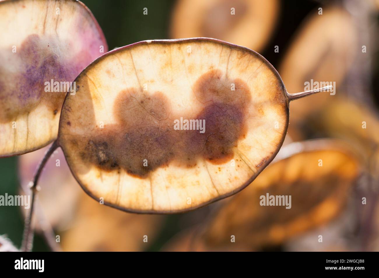 Translucent seed pods hi-res stock photography and images - Alamy