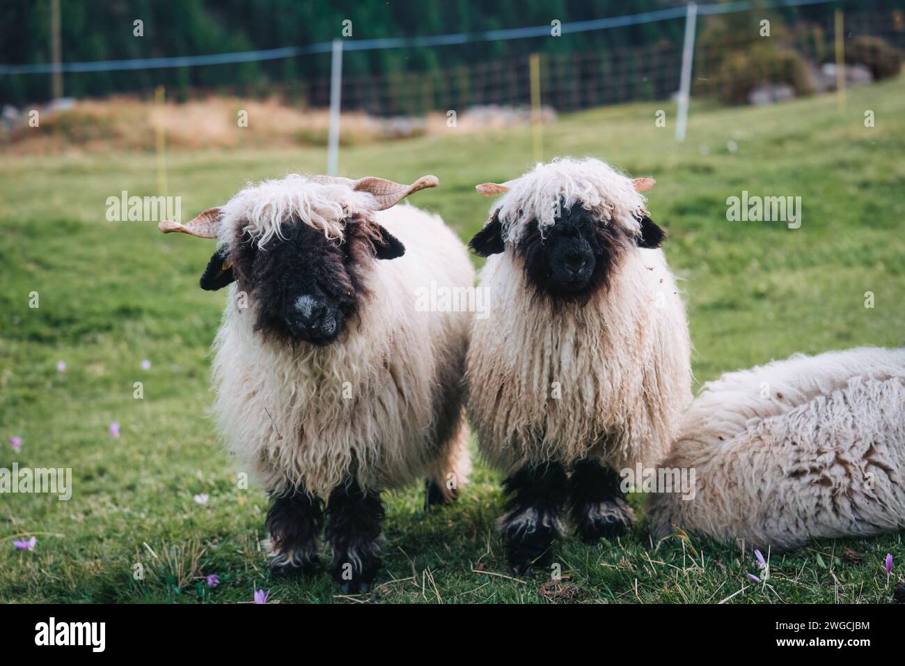 Swiss valais blacknose sheep hi-res stock photography and images - Alamy