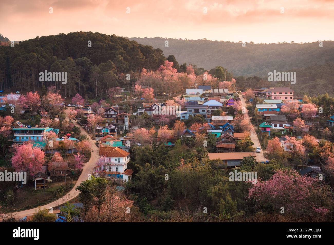 Beautiful rural scene of Thai tribe village with wild himalayan cherry ...