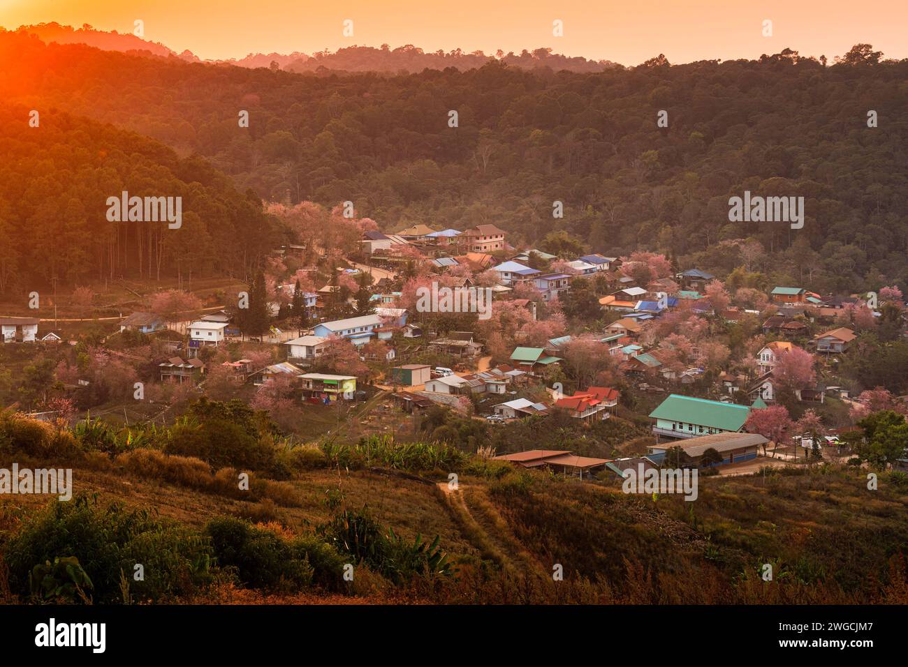 Beautiful rural scene of Thai tribe village with wild himalayan cherry ...
