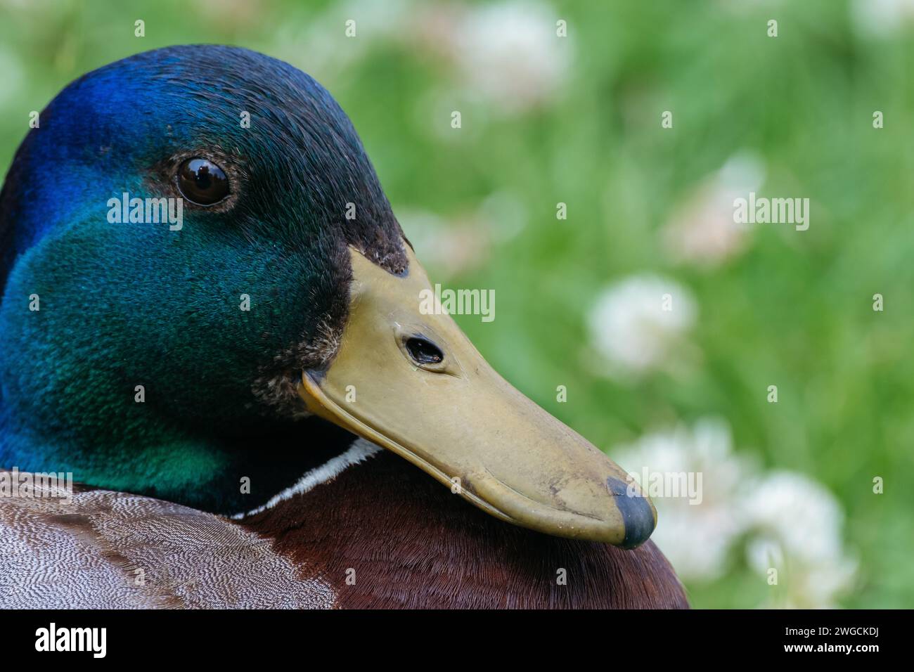 Iridescent mallard hi-res stock photography and images - Alamy