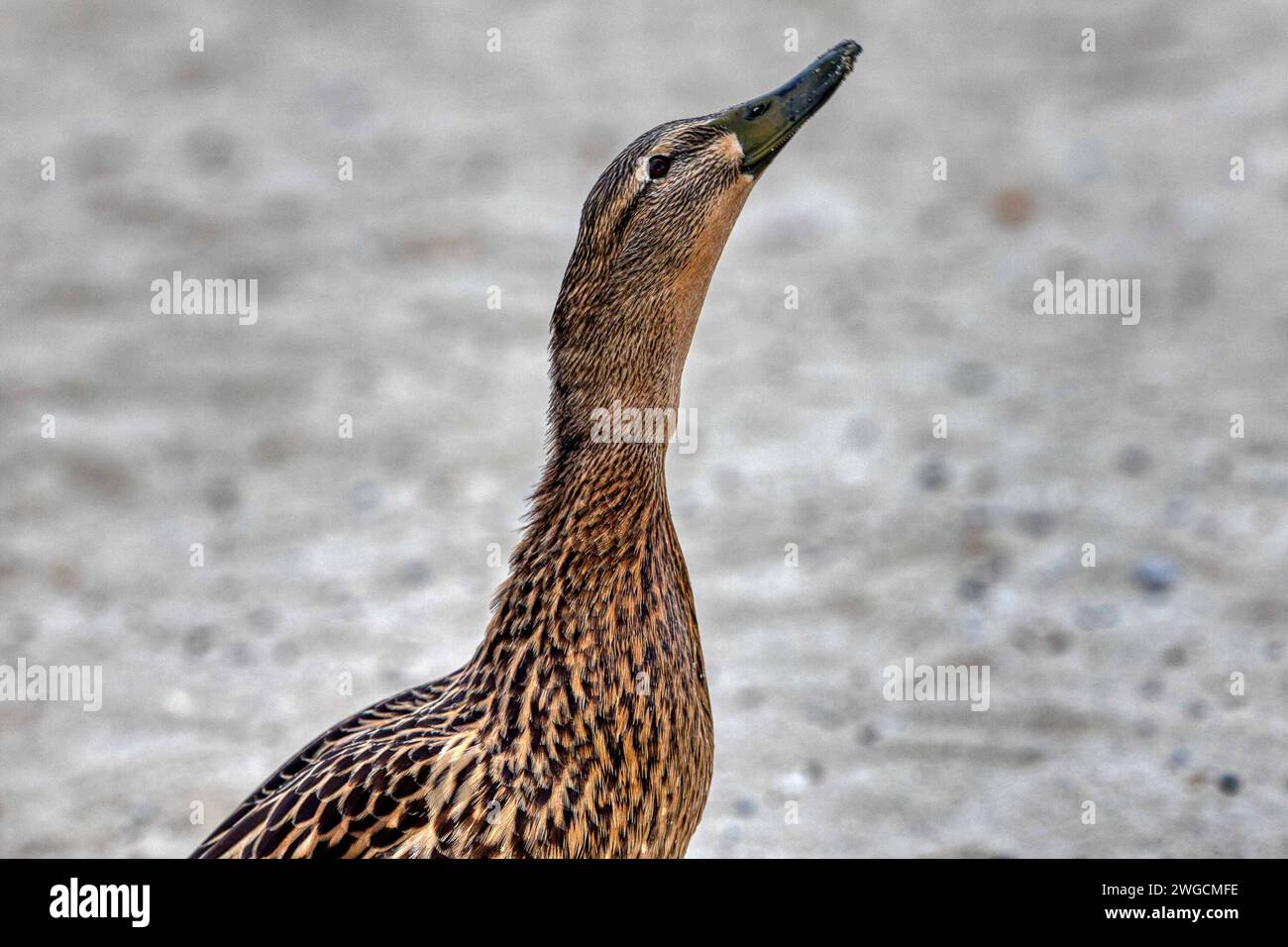 04.02.2024, Oberösterreich, AUT, Unterwegs in Oberösterreich ...