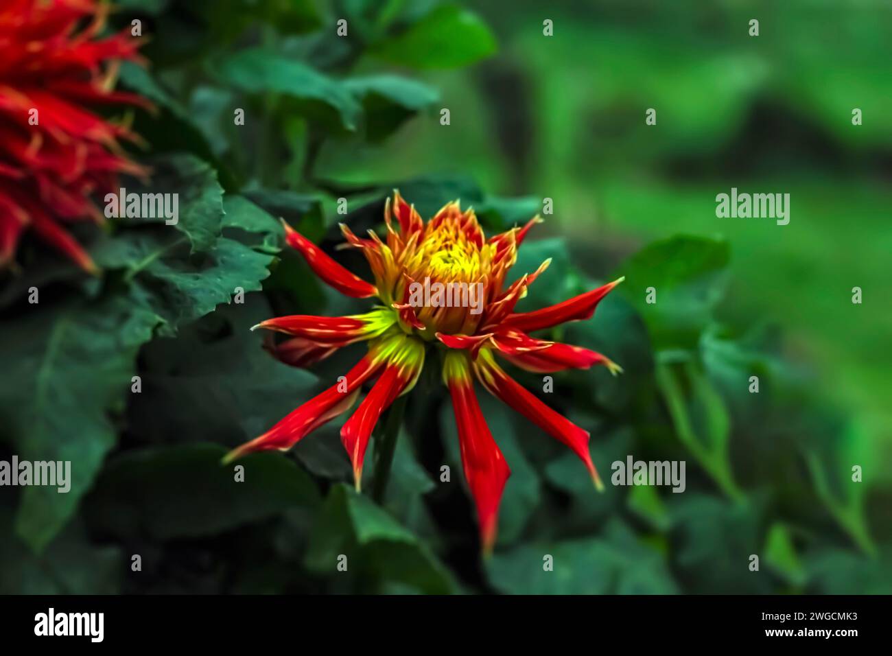 Beautiful red green flower plants hi-res stock photography and images ...