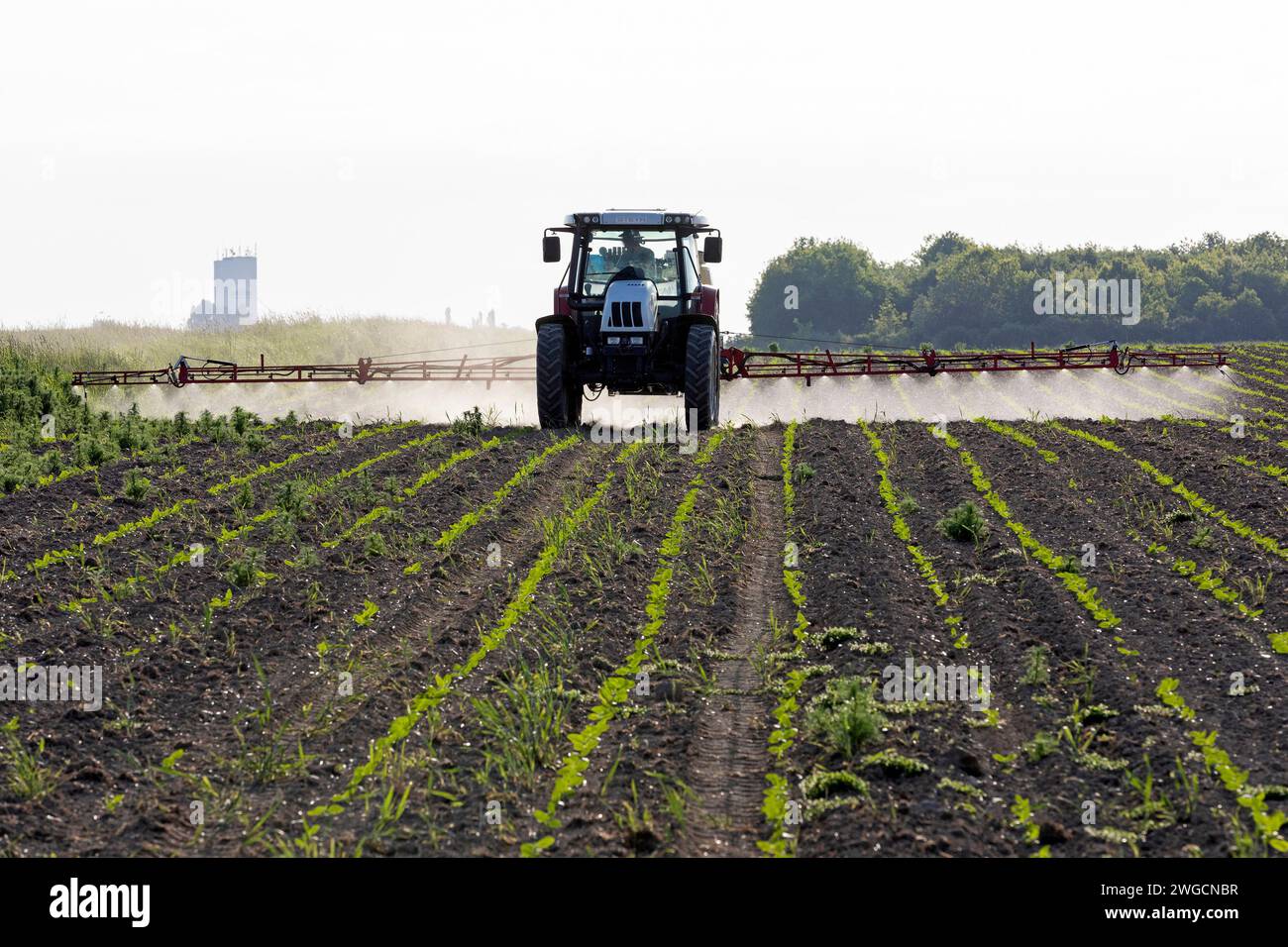 Sunflowers, Herbicide Spraying Stock Photo - Alamy