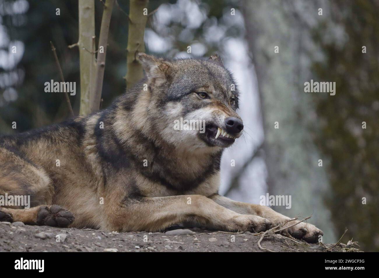04.02.2024, Oberösterreich, AUT, Unterwegs in Oberösterreich ...