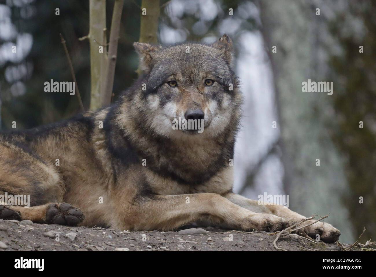 Woelfe hi-res stock photography and images - Alamy