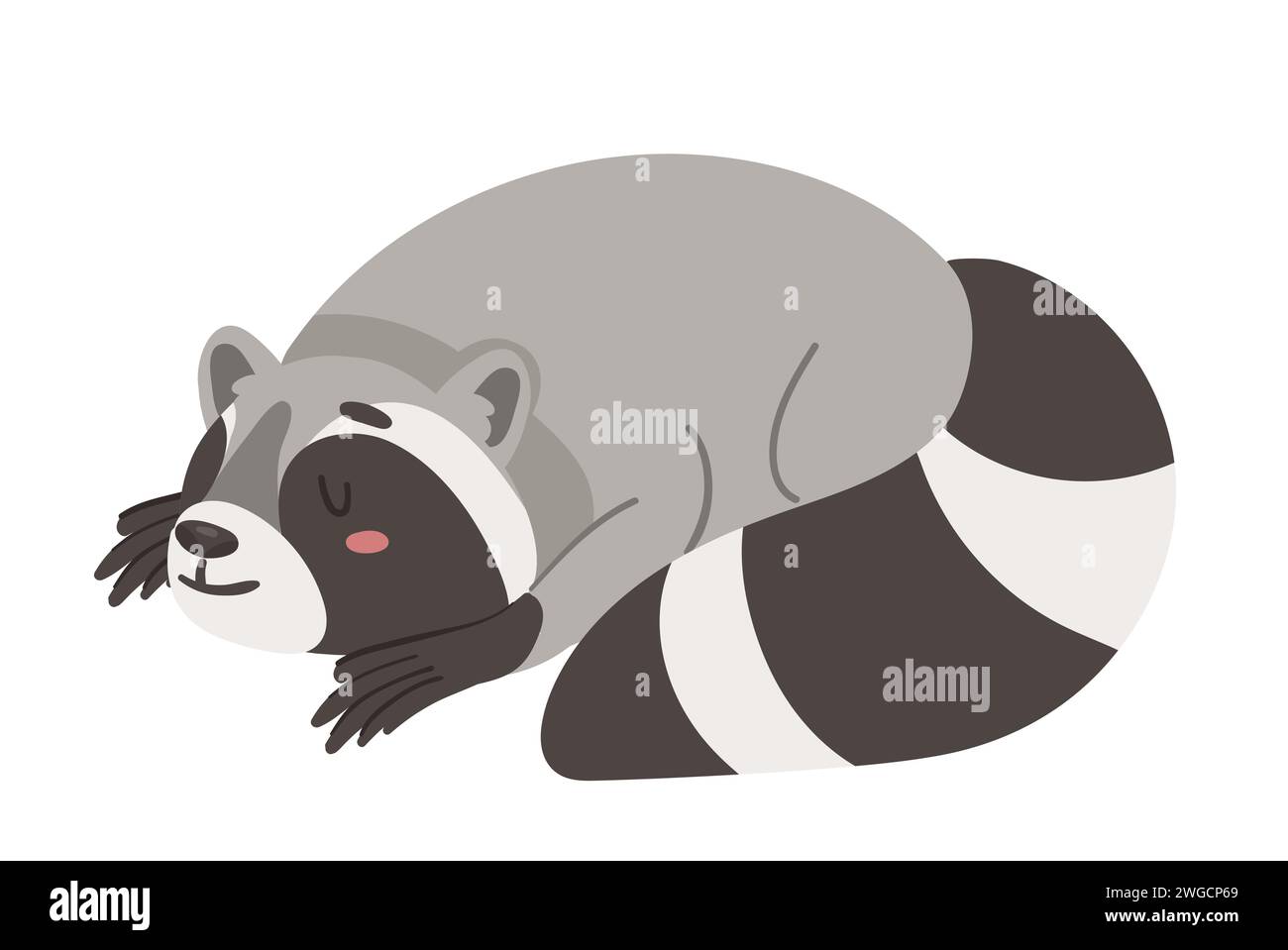 Cute raccoon in sleeping pose. Fluffy striped animal, funny raccoon ...