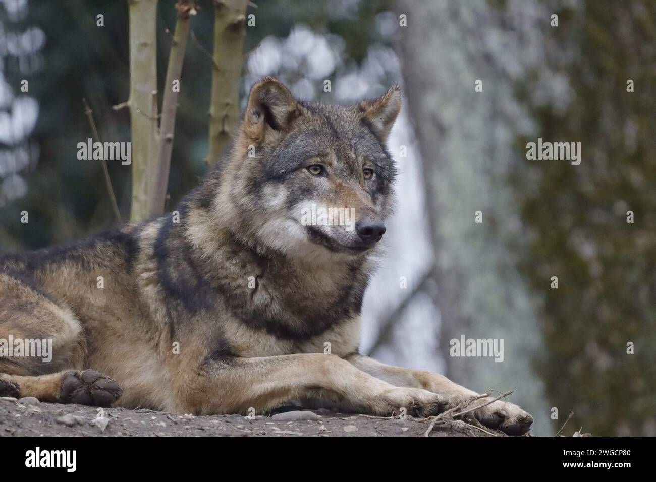 Raubtier bild hi-res stock photography and images - Alamy