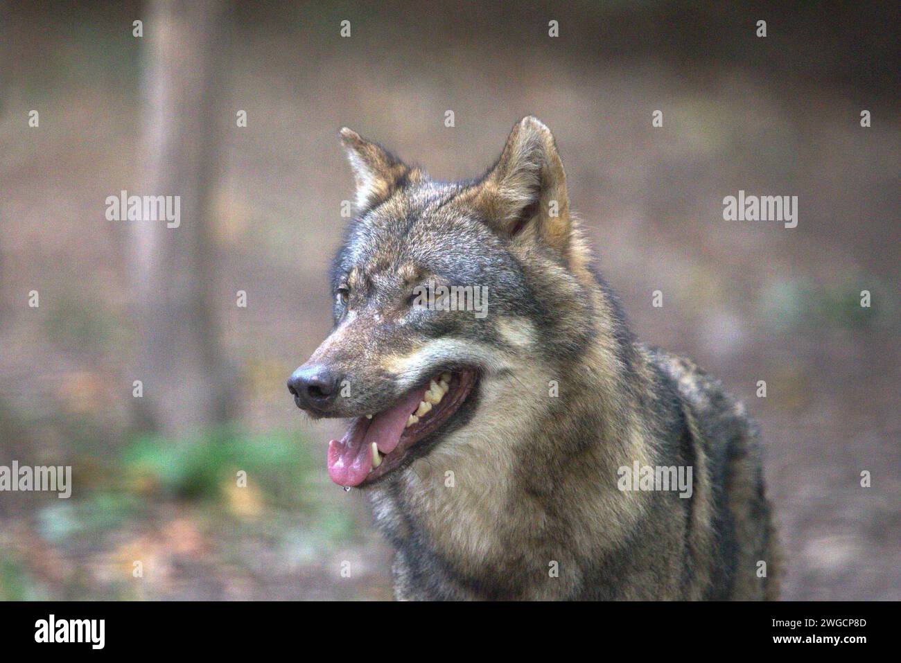 Woelfe hi-res stock photography and images - Alamy