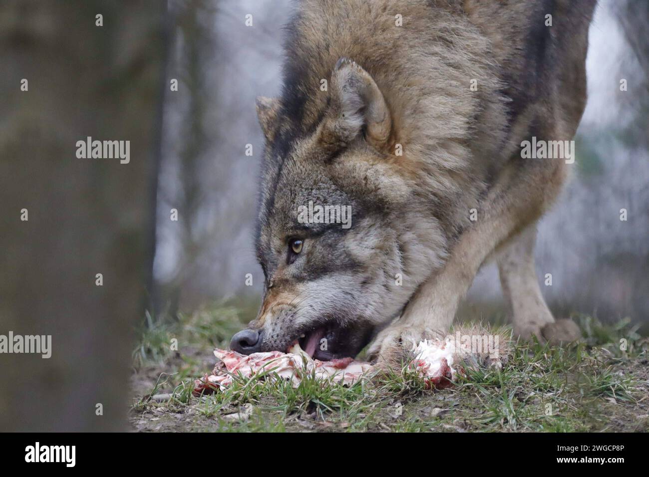 Raubtier bild hi-res stock photography and images - Alamy