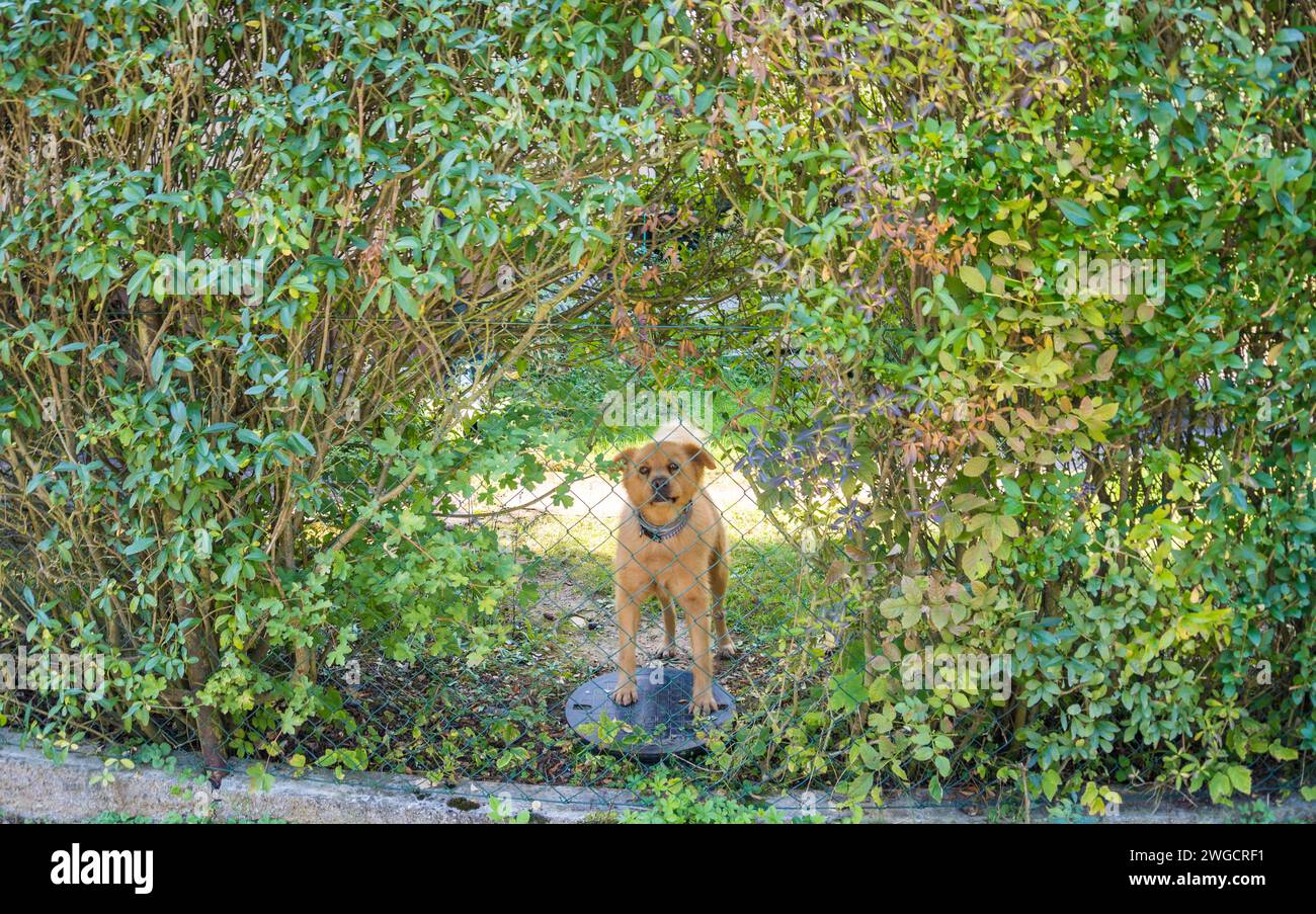 Dog behind net hi-res stock photography and images - Alamy