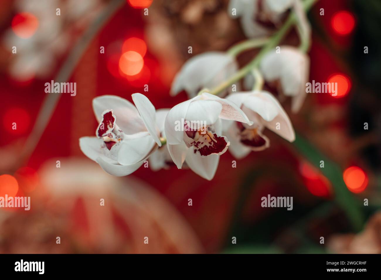 Exotic white wild orchids growing in the greenhouse, natural floral ...