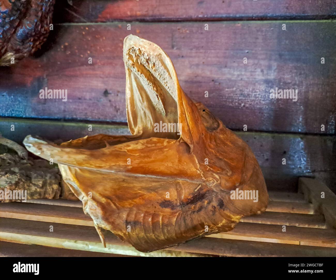 dried pike skull with open mouth on a wooden shelf Stock Photo - Alamy