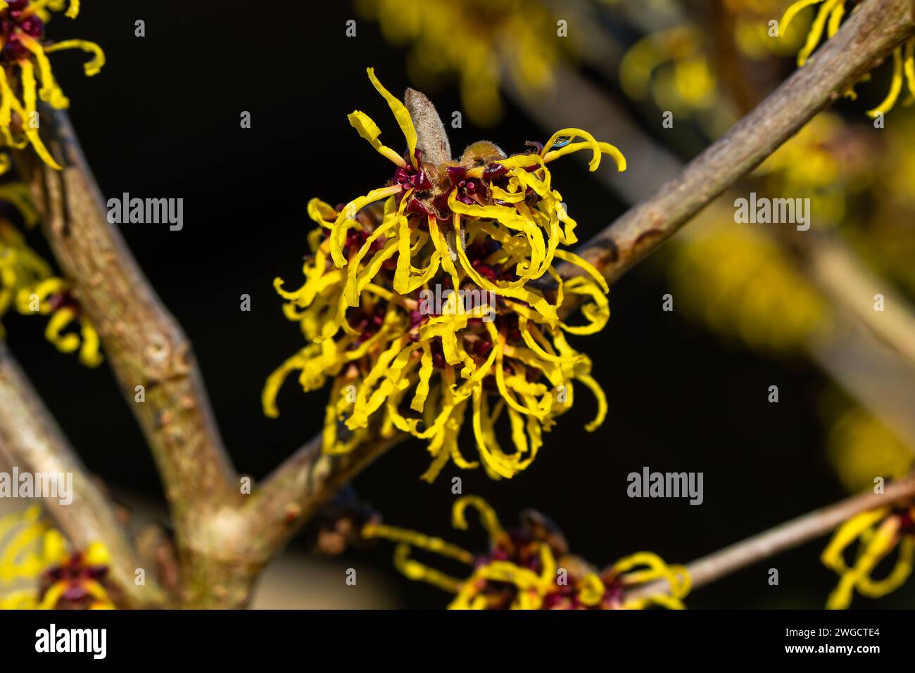 Hamamelis mollis (witch hazel) a winter spring flowering tree shrub ...