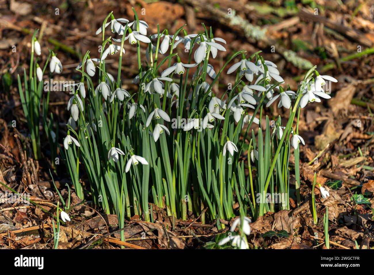 Snowdrops (galanthus) a winter spring flowering plant with a white ...