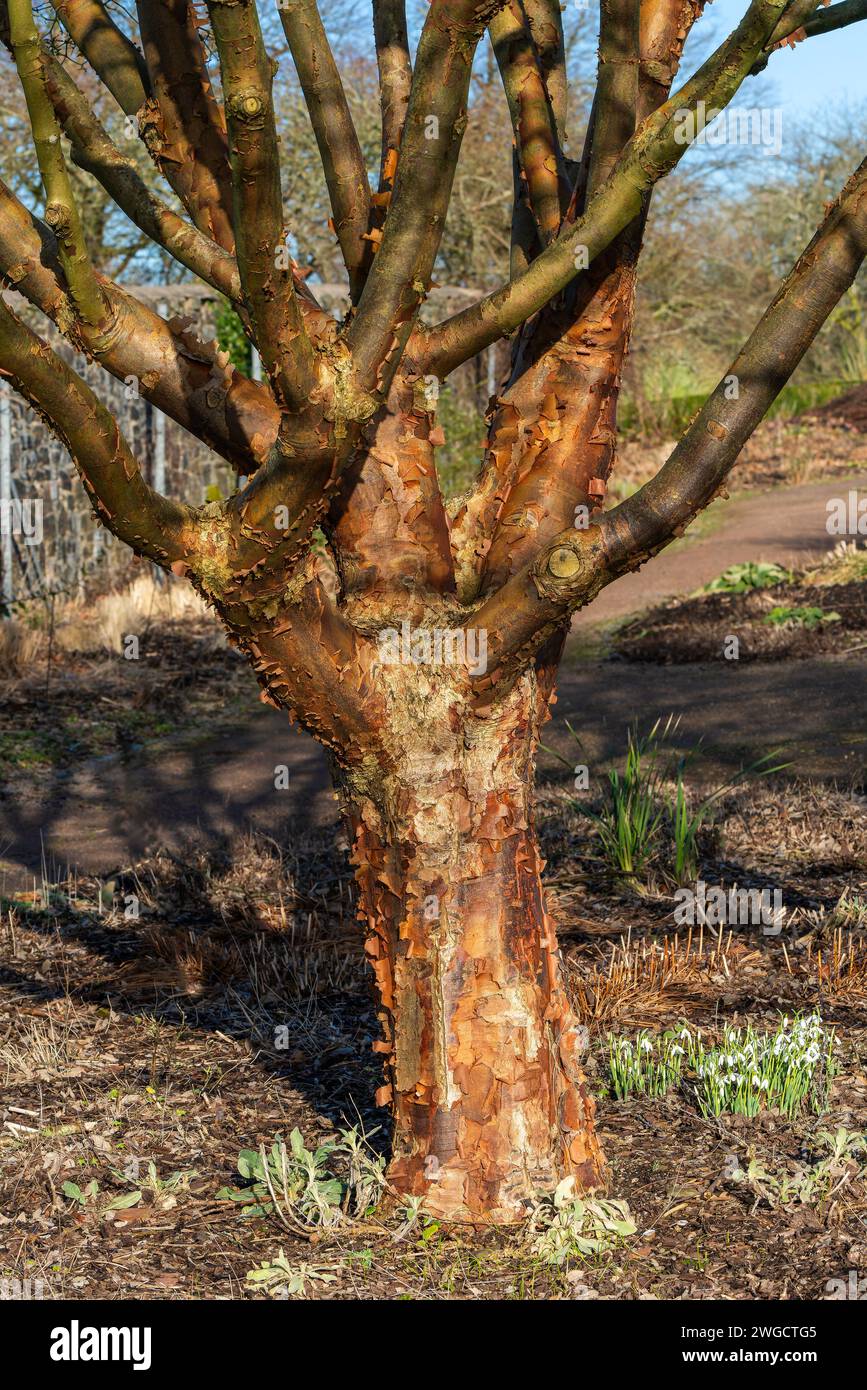Acer griseum tree bark texture, which is commonly known as Paperbark ...