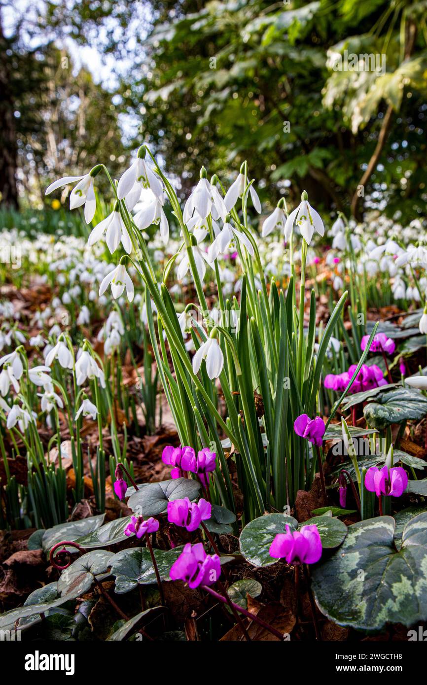 Snowdrops (Galanthus nivalis) flowering in a woodland garden. Dorset ...