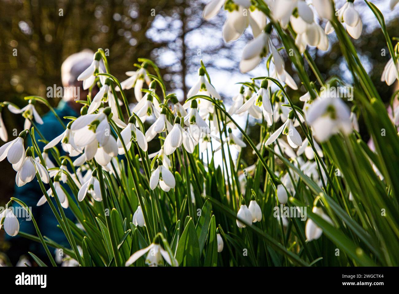 Snowdrops (Galanthus nivalis) flowering in a woodland garden. Dorset ...