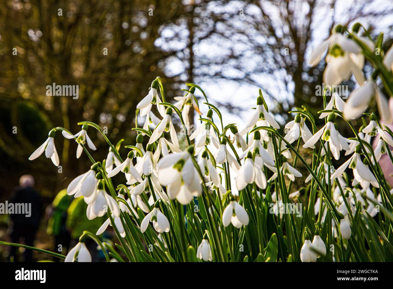 Snowdrops (Galanthus nivalis) flowering in a woodland garden. Dorset ...