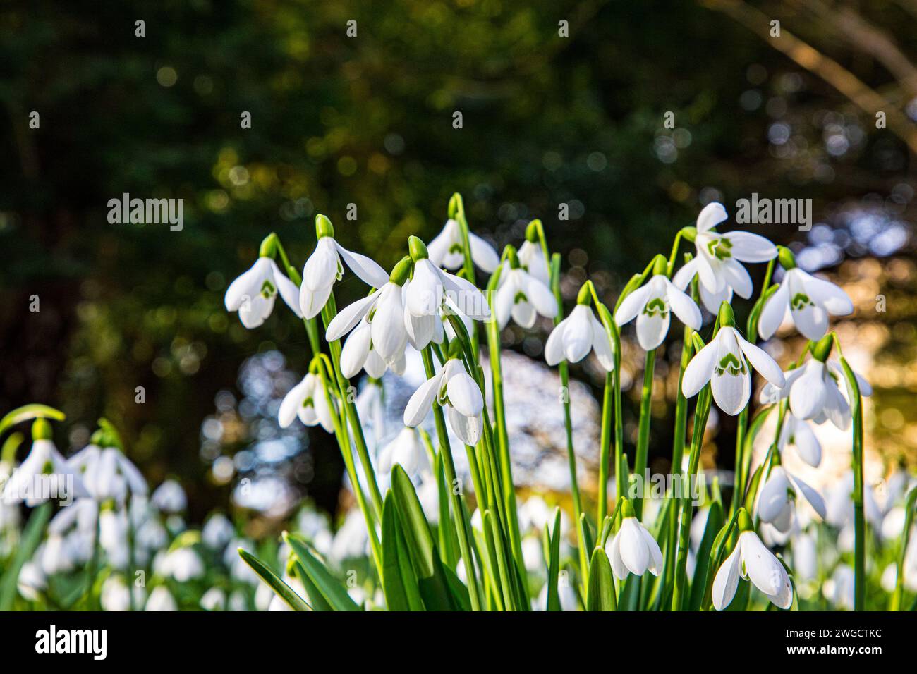 Snowdrops (Galanthus nivalis) flowering in a woodland garden. Dorset ...