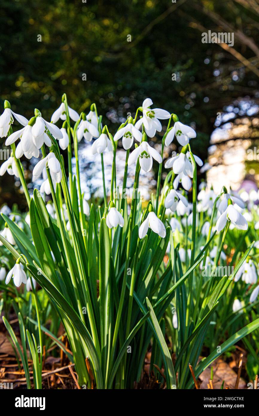 Snowdrops (Galanthus nivalis) flowering in a woodland garden. Dorset ...