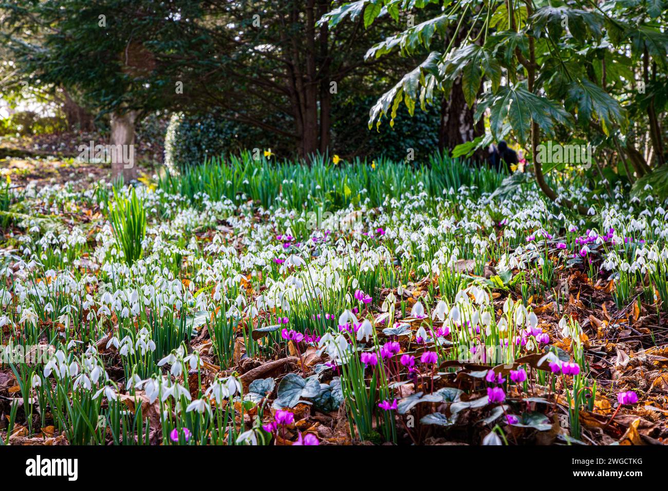 Snowdrops (Galanthus nivalis) flowering in a woodland garden. Dorset ...