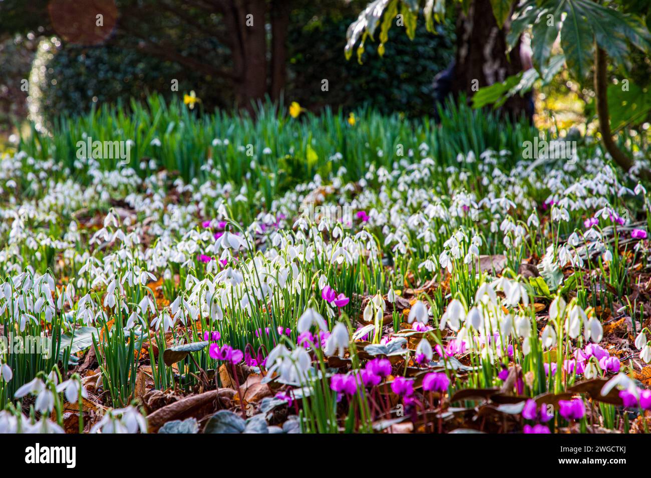 Snowdrops (Galanthus nivalis) flowering in a woodland garden. Dorset ...