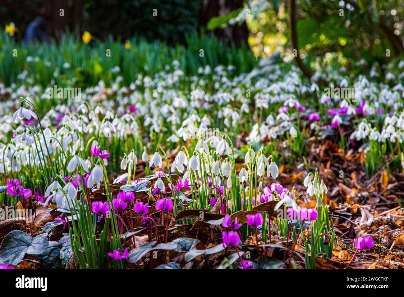 Snowdrops (Galanthus nivalis) flowering in a woodland garden. Dorset ...