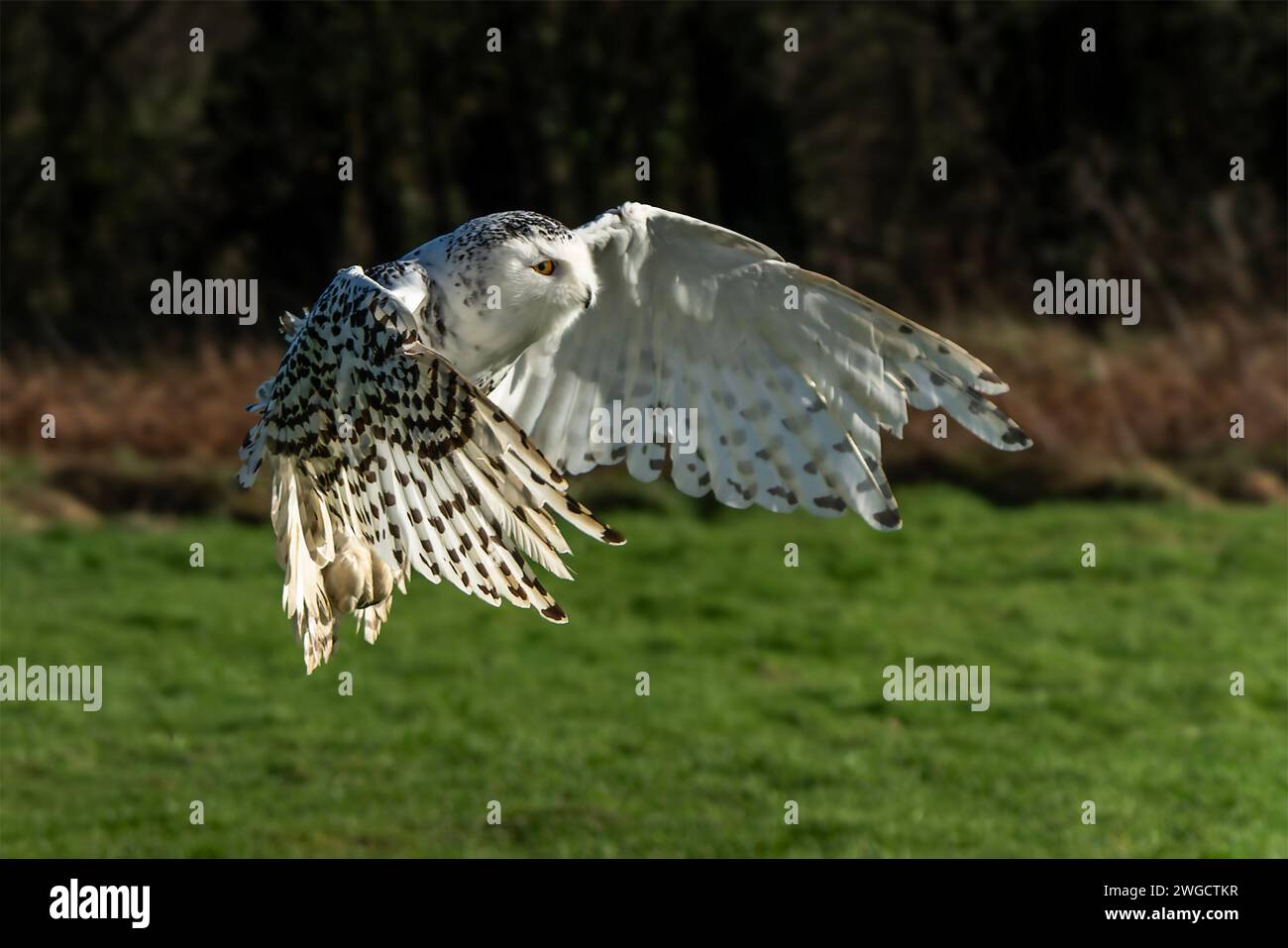 Snowy Owl bird of prey with its wings outspread in flight, stock photo ...