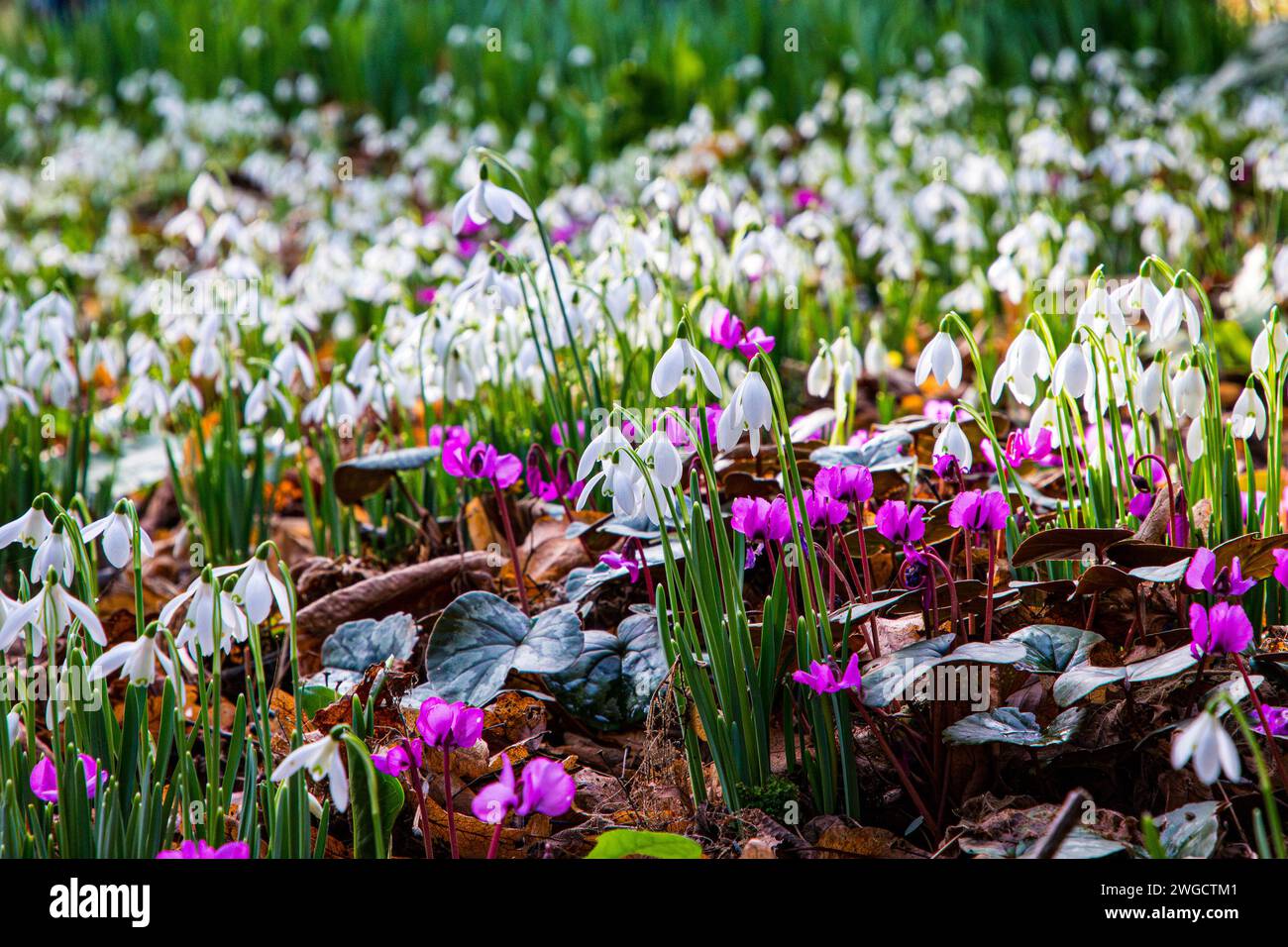 Snowdrops (Galanthus nivalis) flowering in a woodland garden. Dorset ...