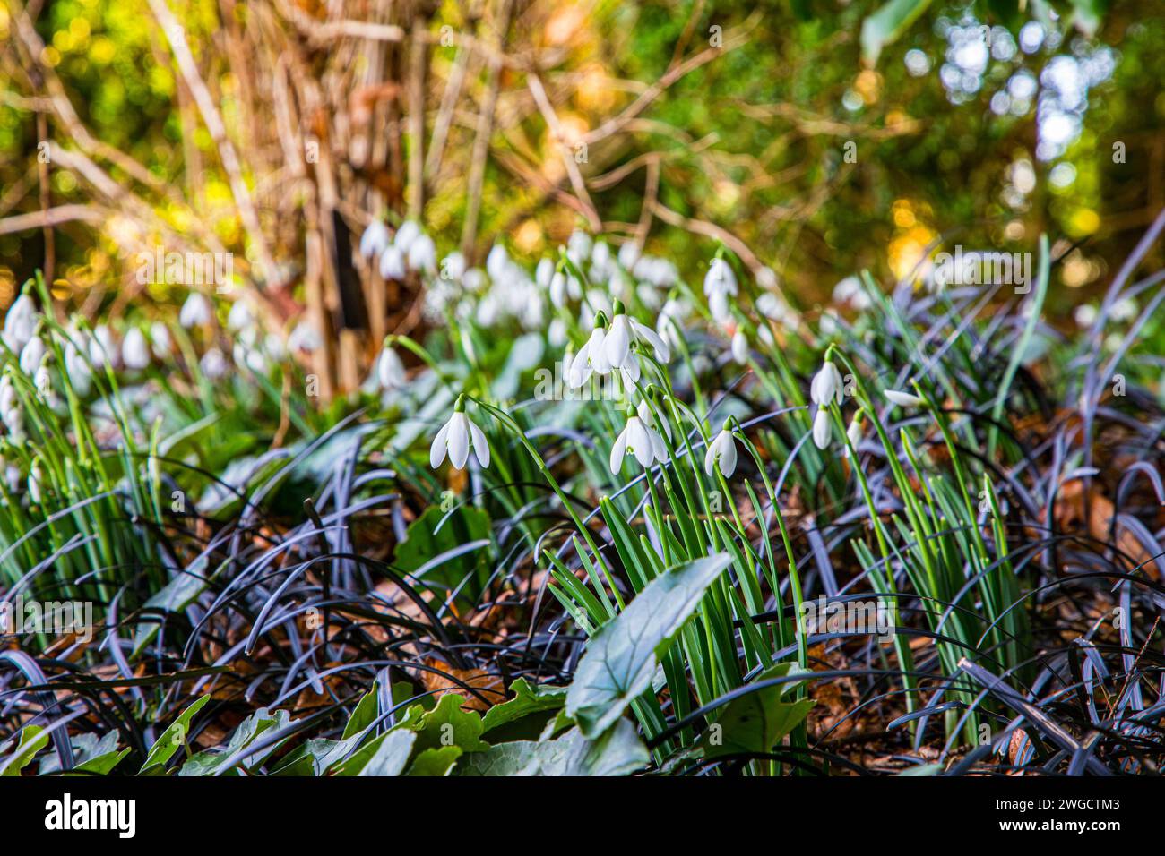 Snowdrops (Galanthus nivalis) flowering in a woodland garden. Dorset ...