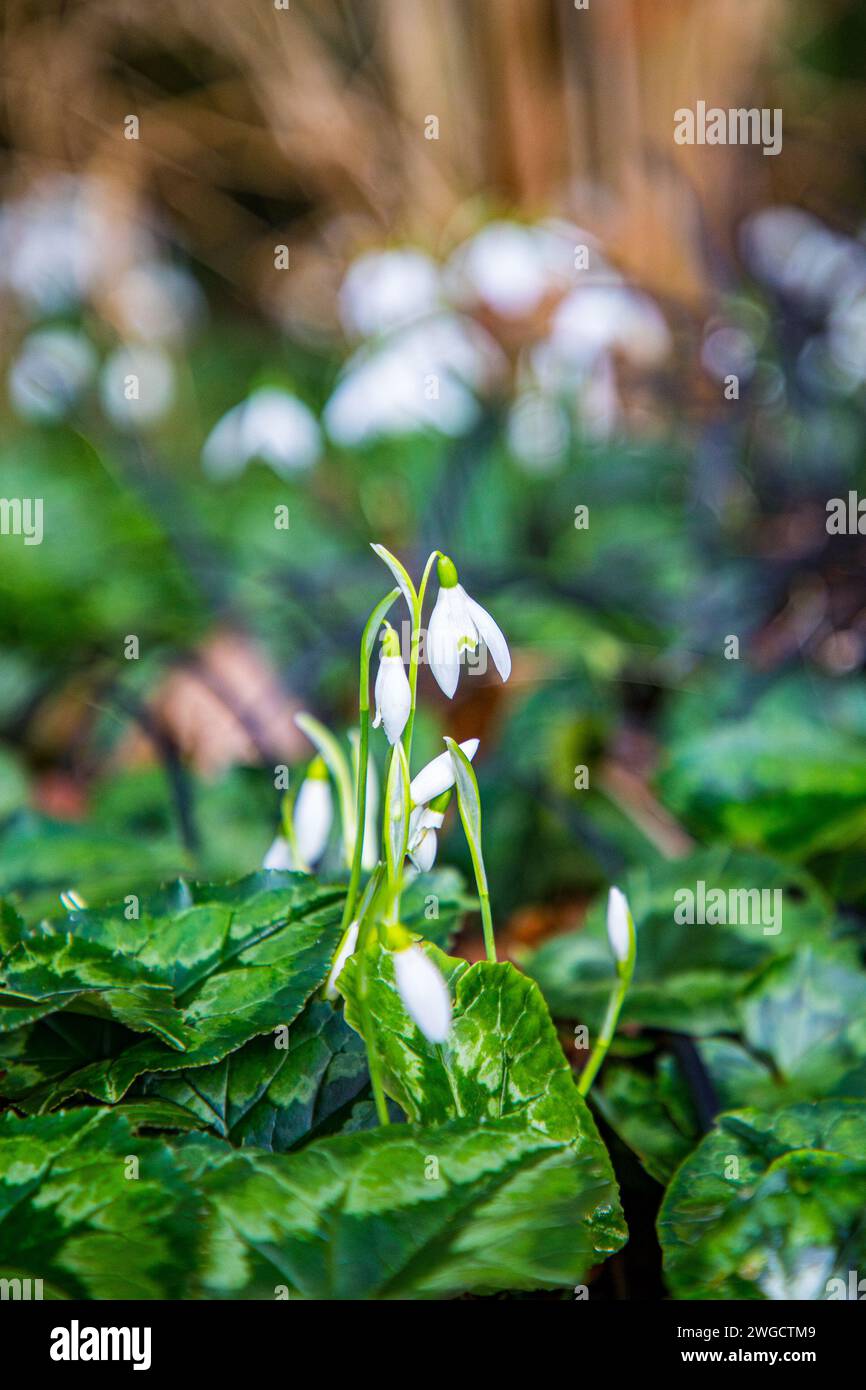 Snowdrops (Galanthus nivalis) flowering in a woodland garden. Dorset ...