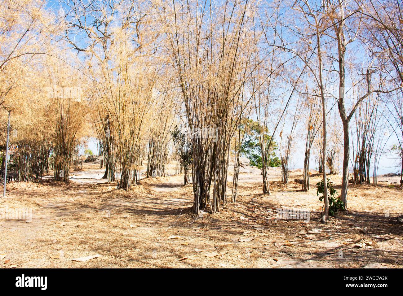 Colorful natural leaves of bamboo tree shedding changing color and ...
