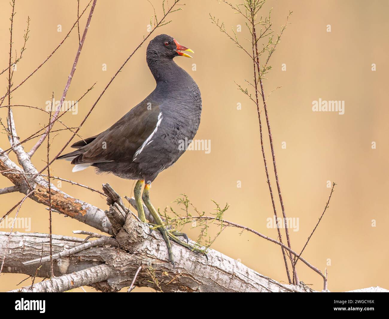 Common moorhen (Gallinula chloropus) waterfowl bird eating leaves of a ...